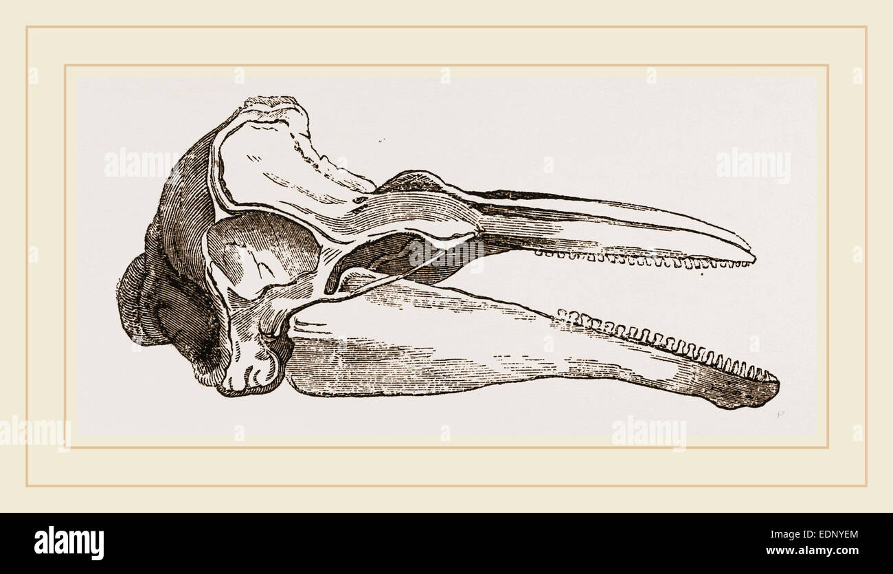 Skull of Dolphin Stock Photo - Alamy