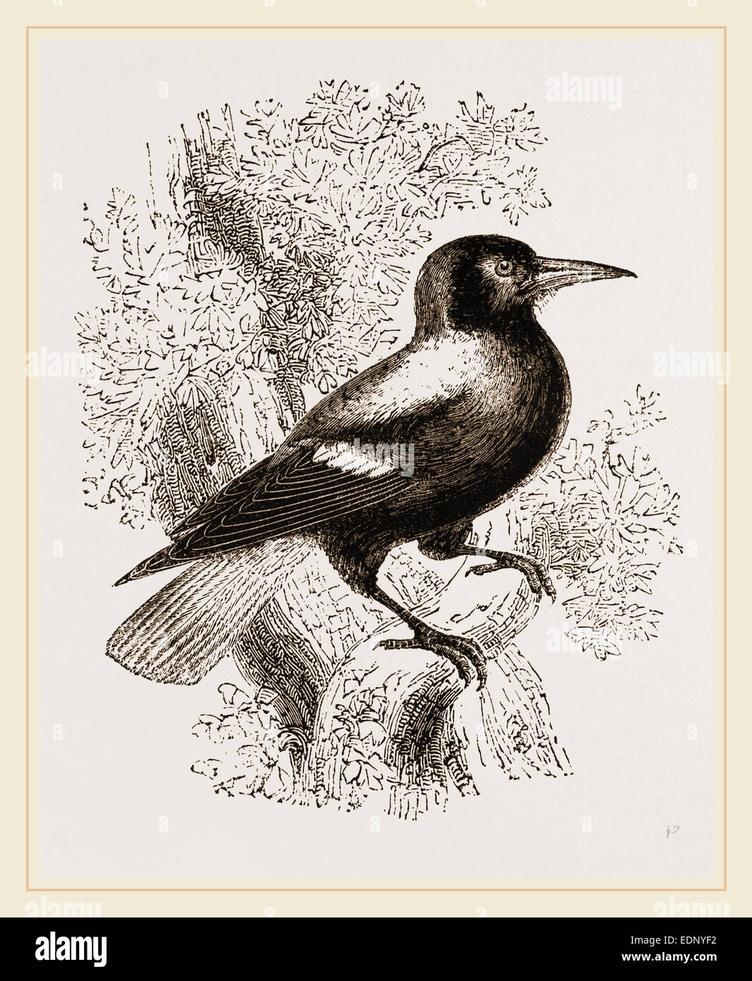 Piping crow hi-res stock photography and images - Alamy