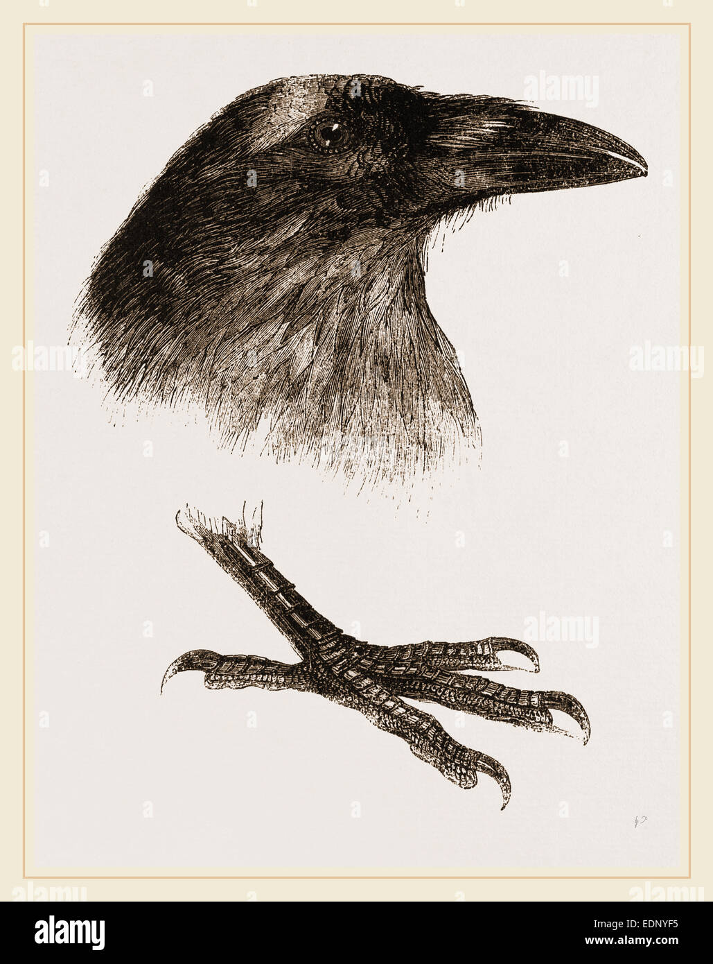 Head and Foot of Raven Stock Photo - Alamy