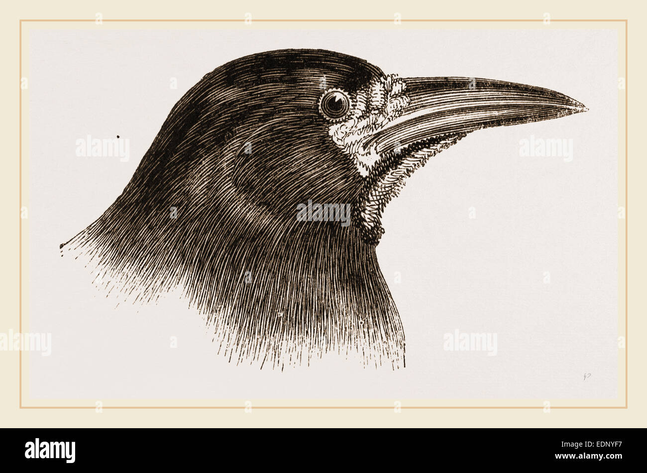 Head of Rook Stock Photo - Alamy