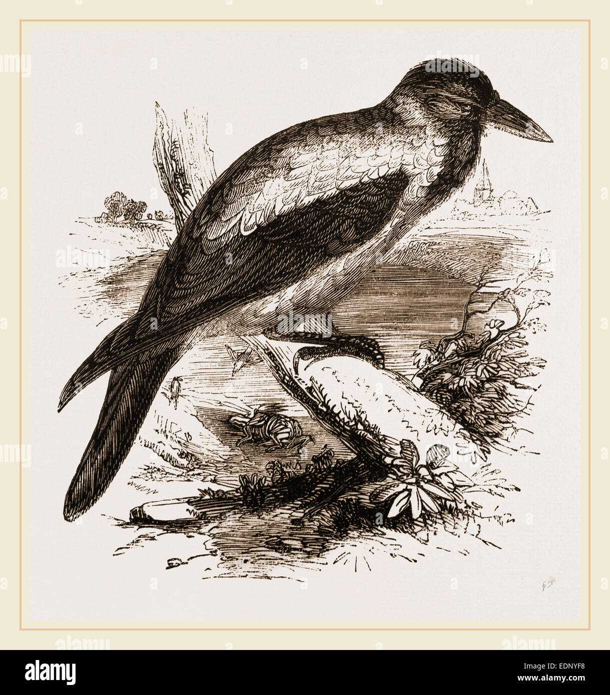 Royston crow hi-res stock photography and images - Alamy