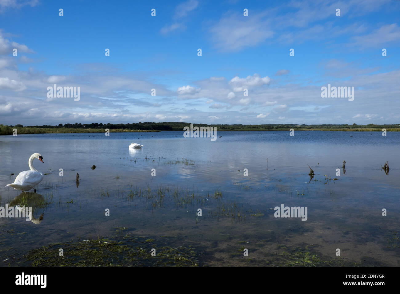 A swan on the RSPB's Saint Aidan's nature reserve Stock Photo - Alamy