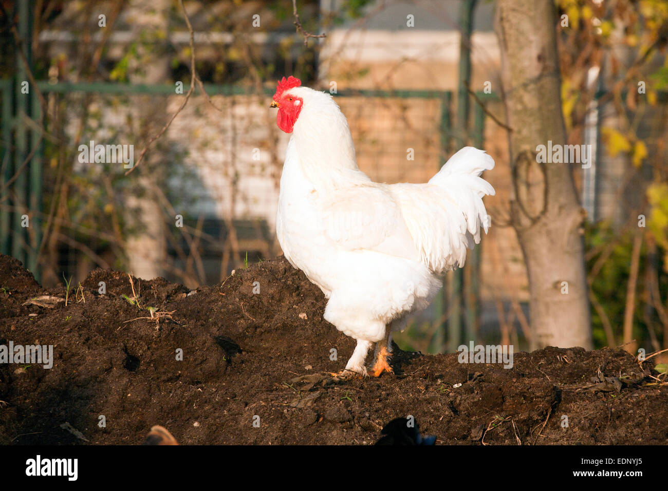 Portrait of mature rooster on the poultry yard Stock Photo - Alamy