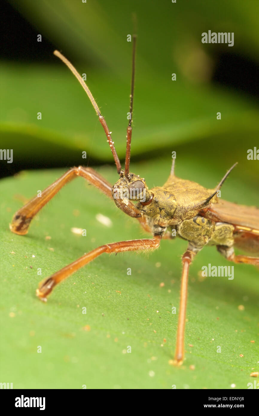 Reduviidae assassin bug in Phu Khieo Wildlife Sanctuary, Thailand Stock ...