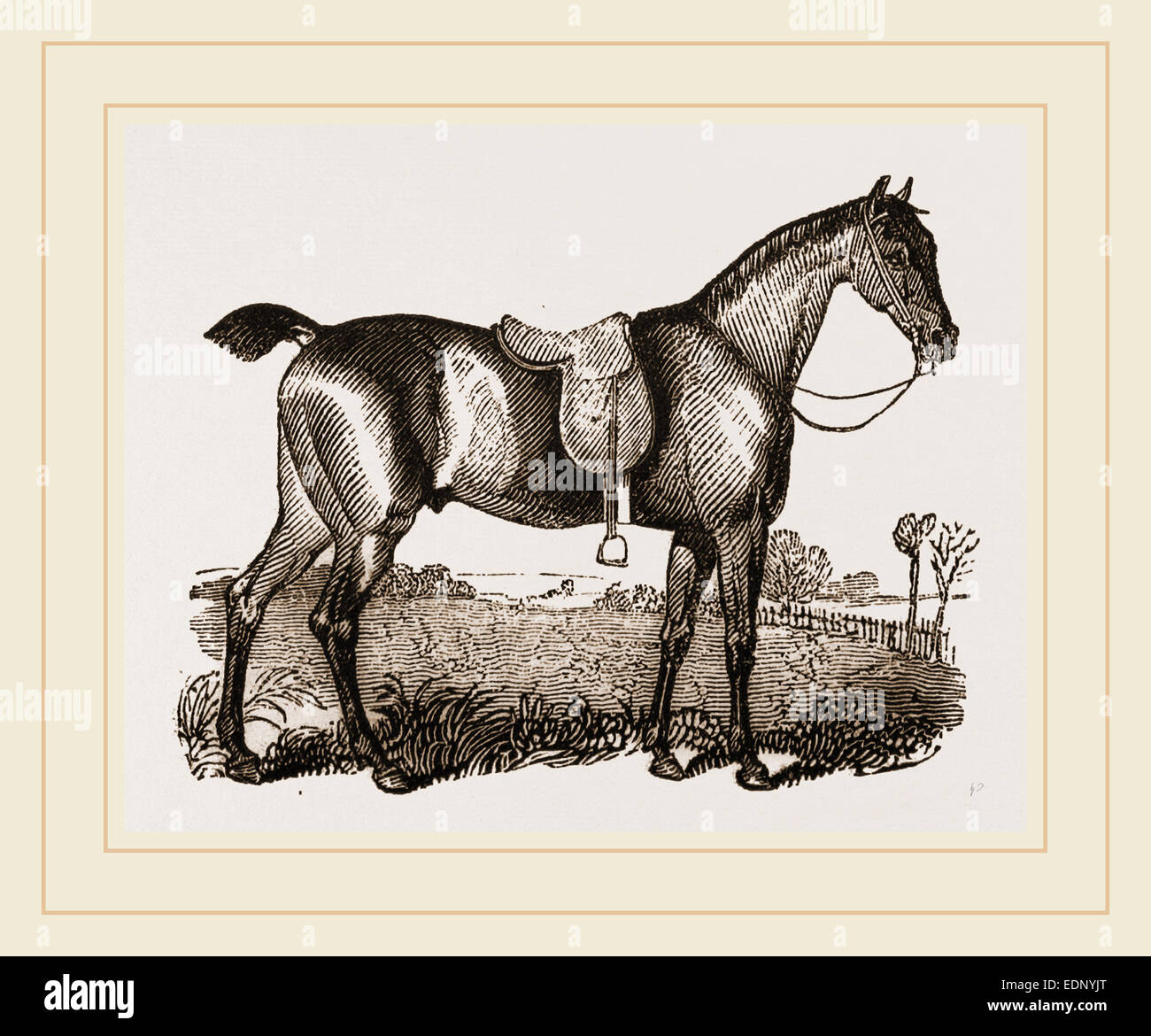 English hunter hi-res stock photography and images - Alamy