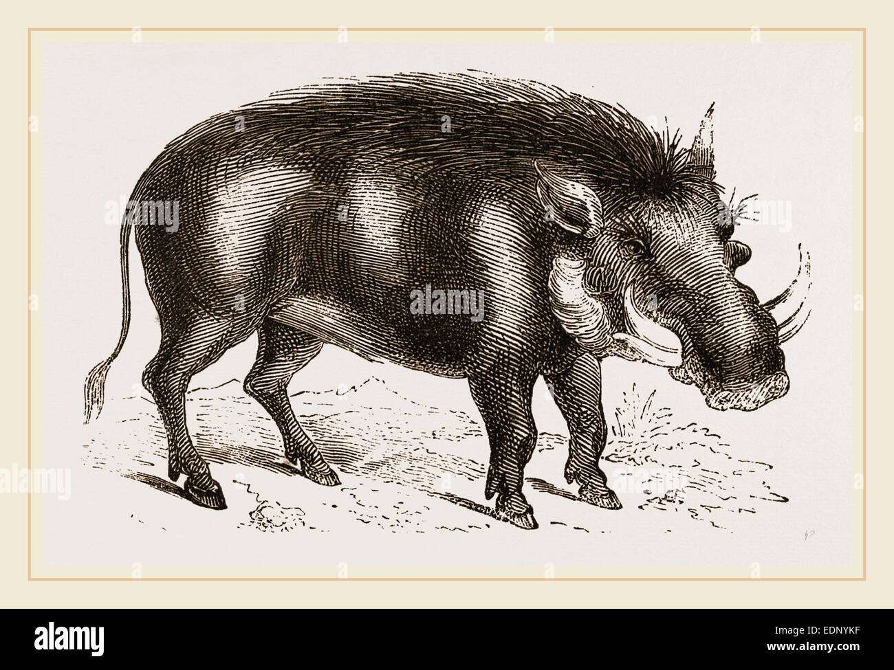 Abyssinian phacochoere hi-res stock photography and images - Alamy