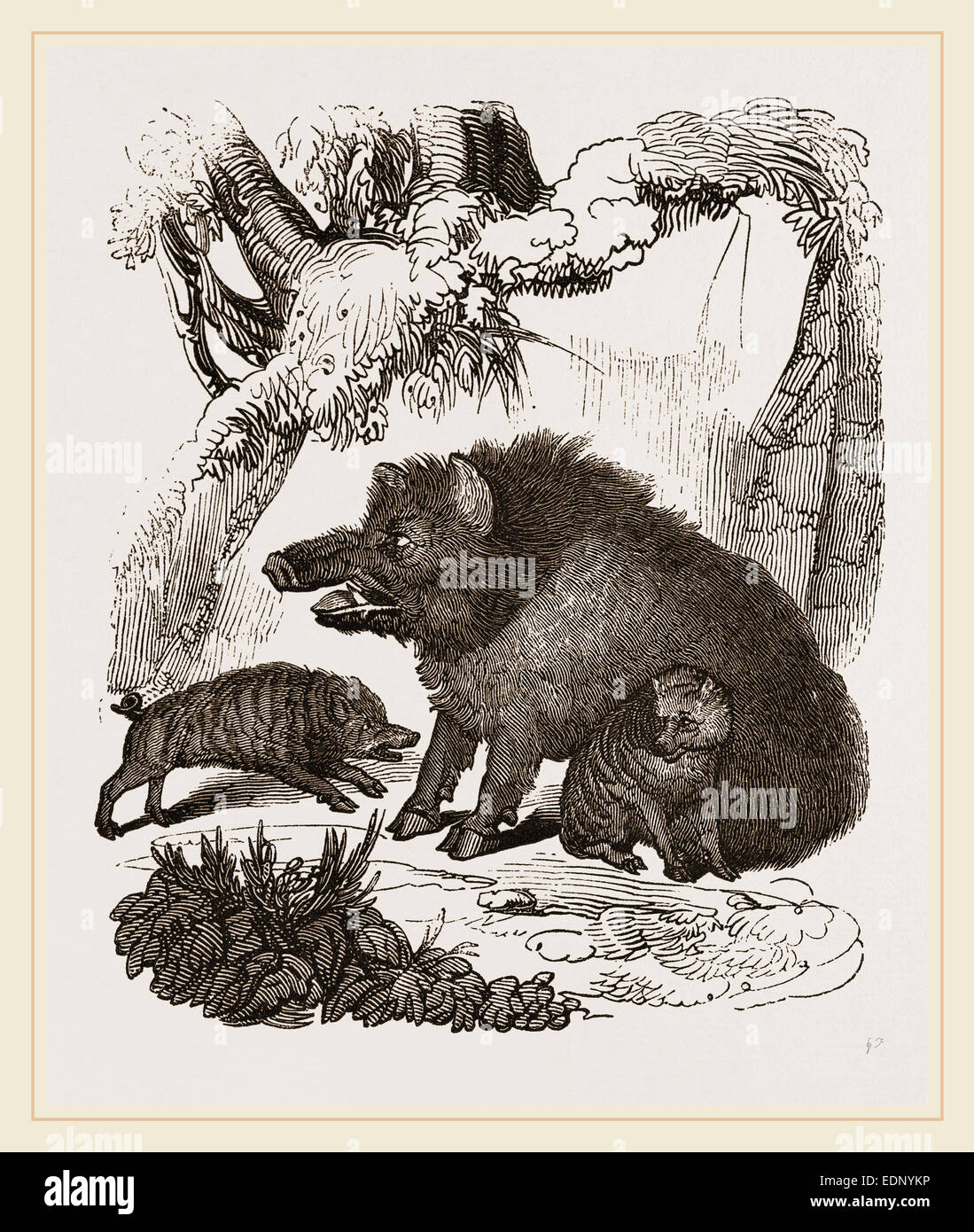 Female Wild Hog and Young Stock Photo - Alamy