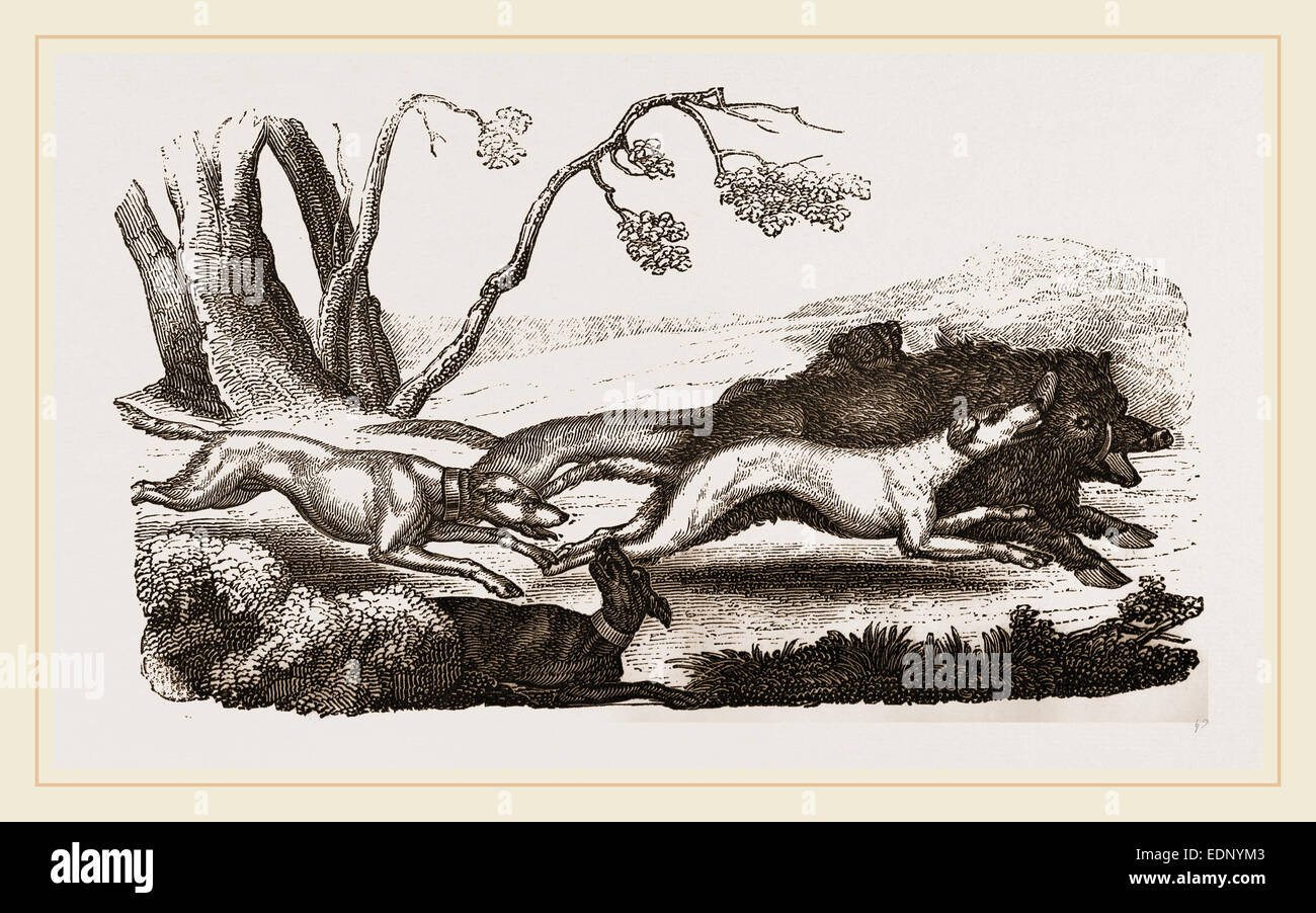 The boar hunt hi-res stock photography and images - Alamy