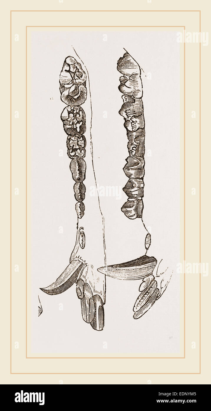 Teeth of the Hog Stock Photo - Alamy