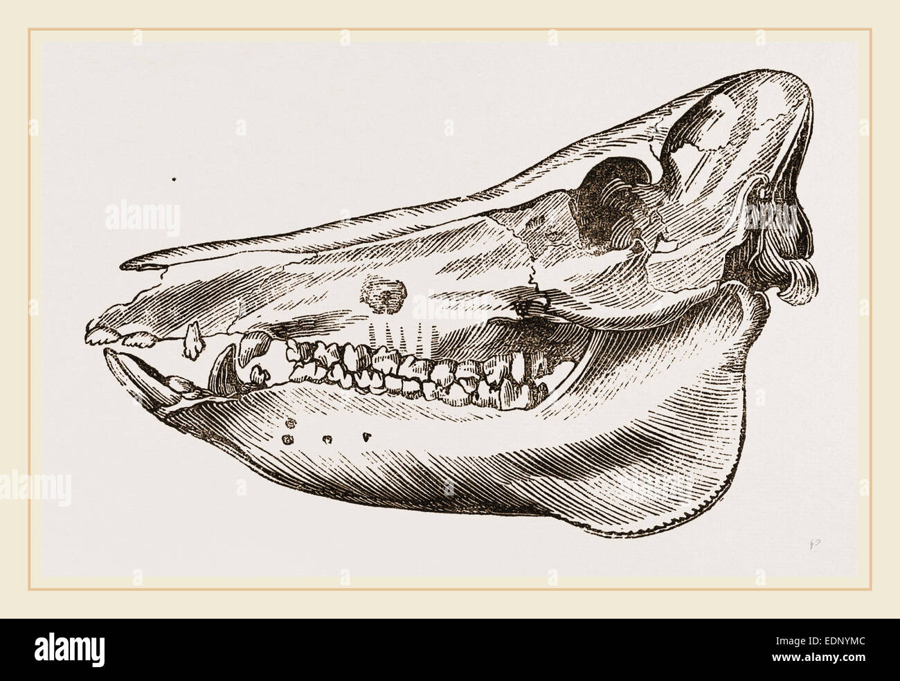 Skull of the Ilog Stock Photo - Alamy