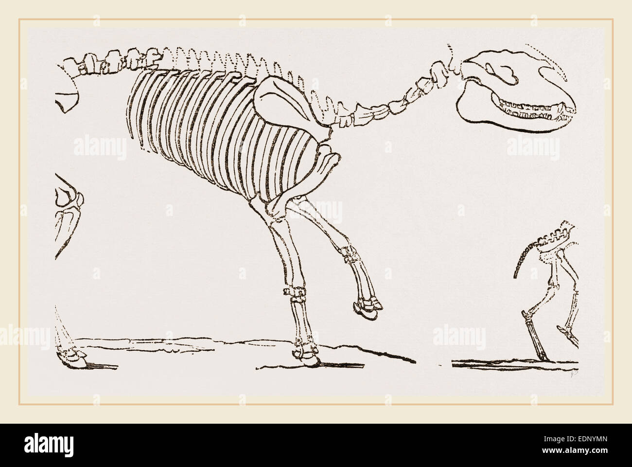 Palaeotherium Magnum High Resolution Stock Photography and Images - Alamy