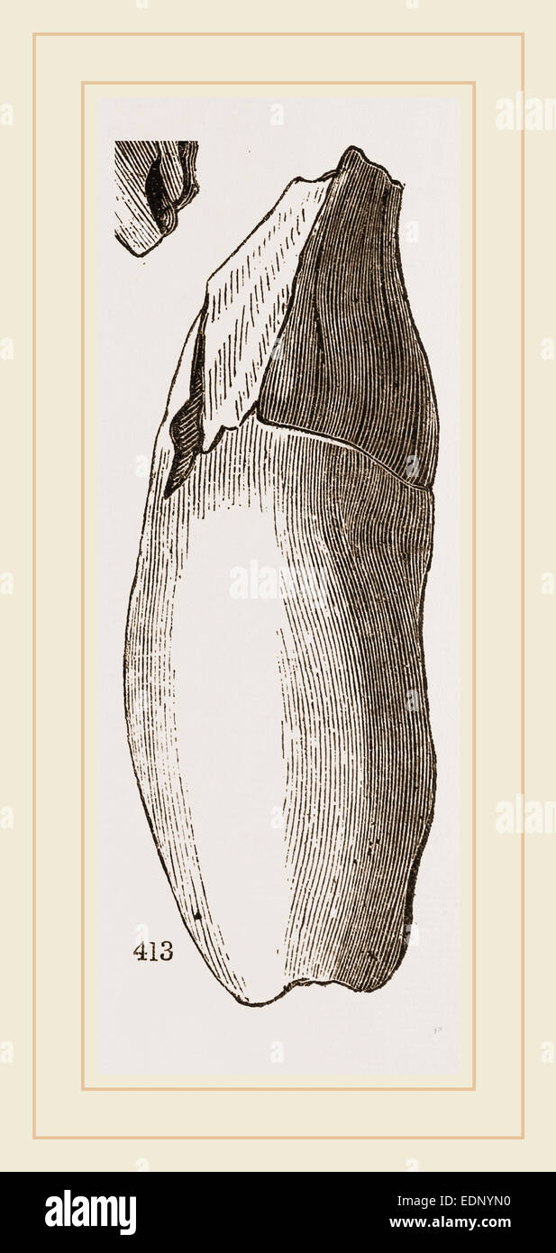 Teeth of Lophiodon Stock Photo - Alamy