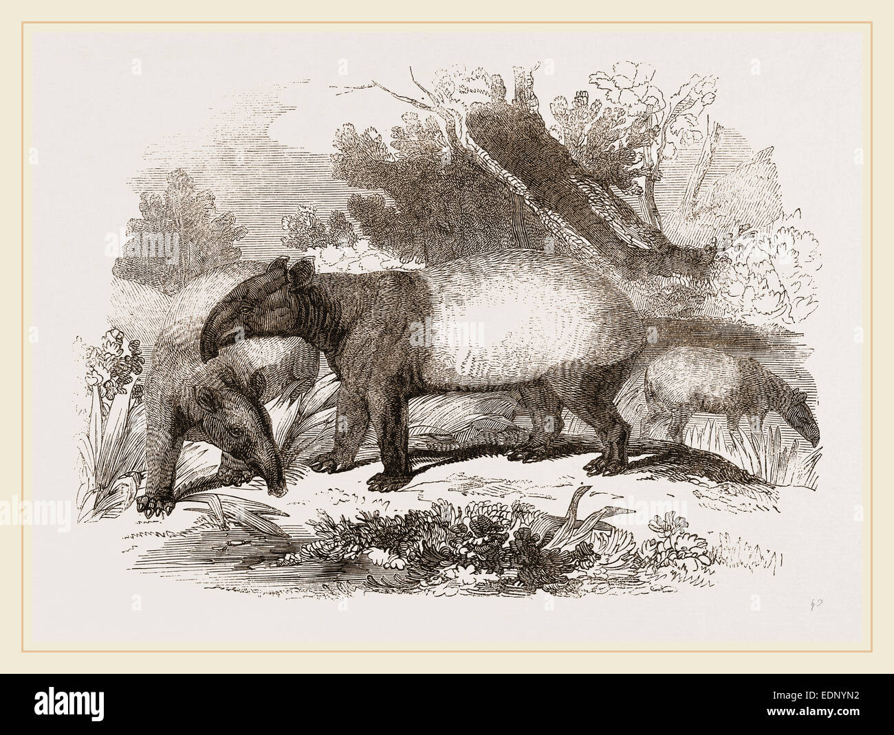 Indian or Malay Tapir Stock Photo - Alamy