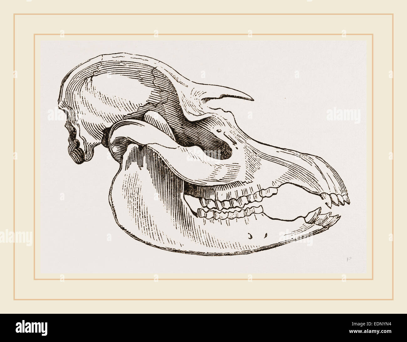 Skull of American Tapir Stock Photo - Alamy