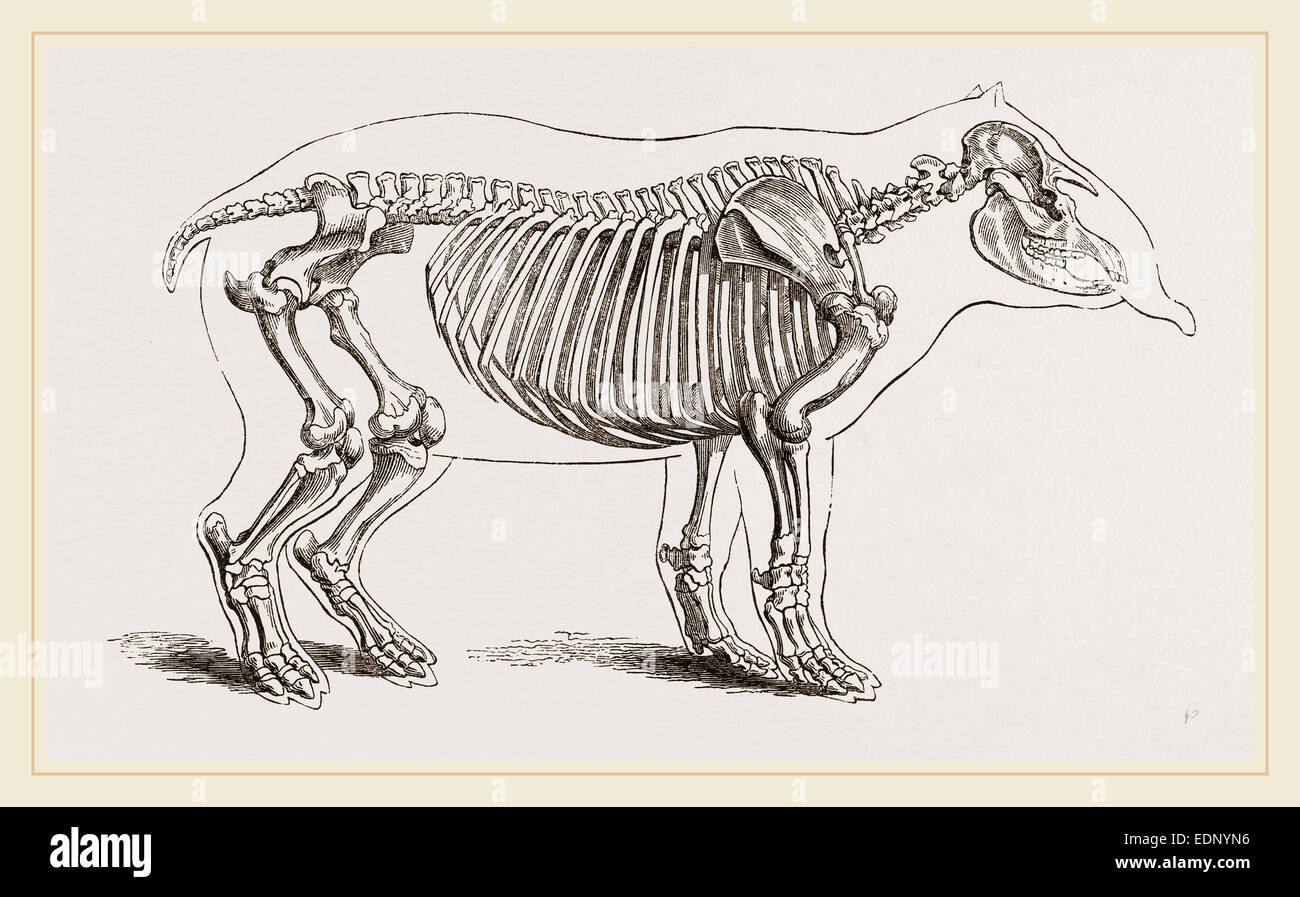 Skeleton of American Tapir Stock Photo - Alamy