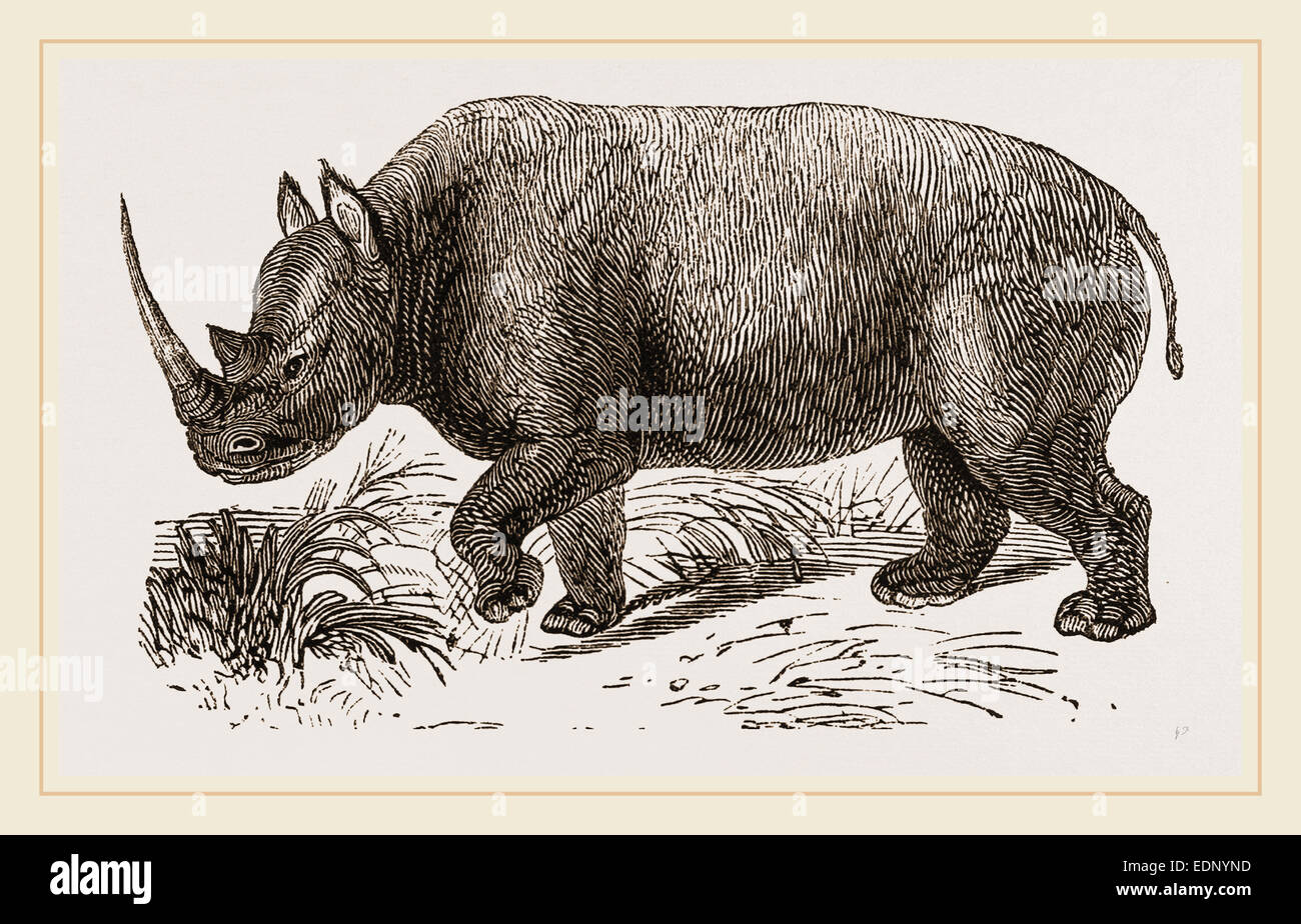 Two Horned Rhinoceros Stock Photos & Two Horned Rhinoceros Stock Images ...