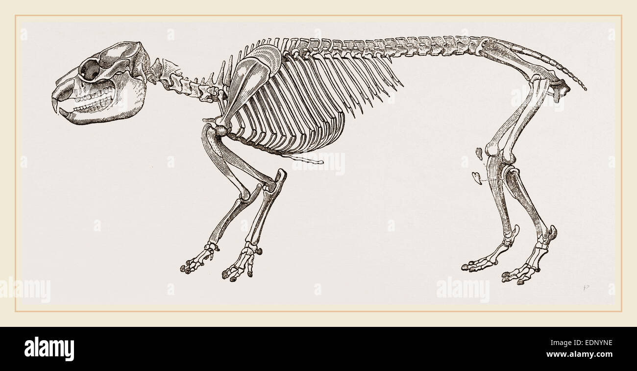 Skeleton of Daman Stock Photo - Alamy