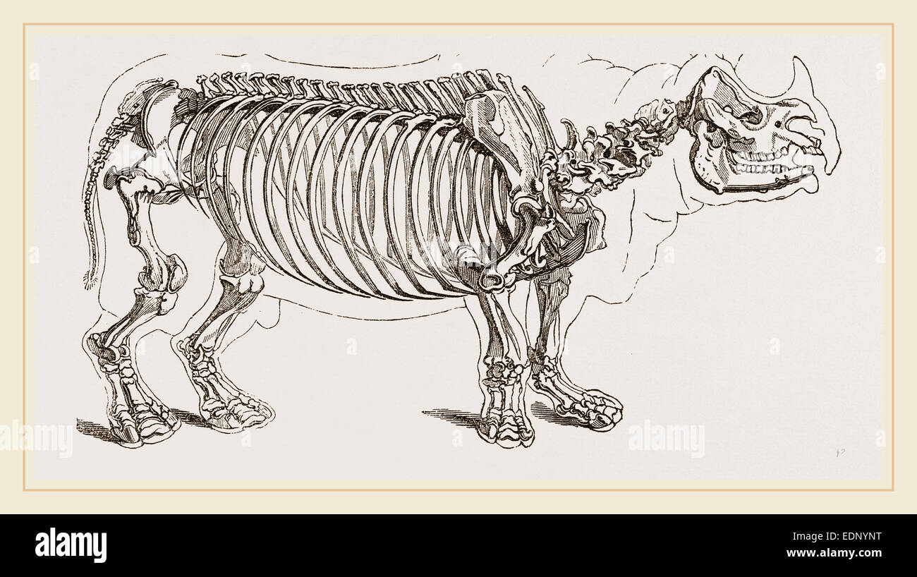 Skeleton of Rhinoceros Stock Photo - Alamy