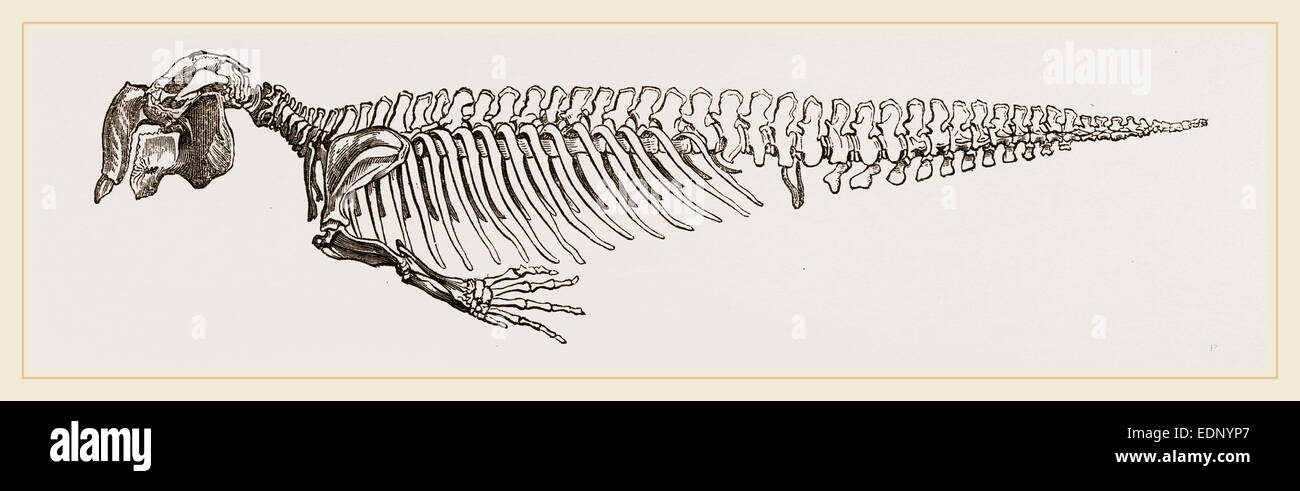 Skeleton of Dugong Stock Photo - Alamy
