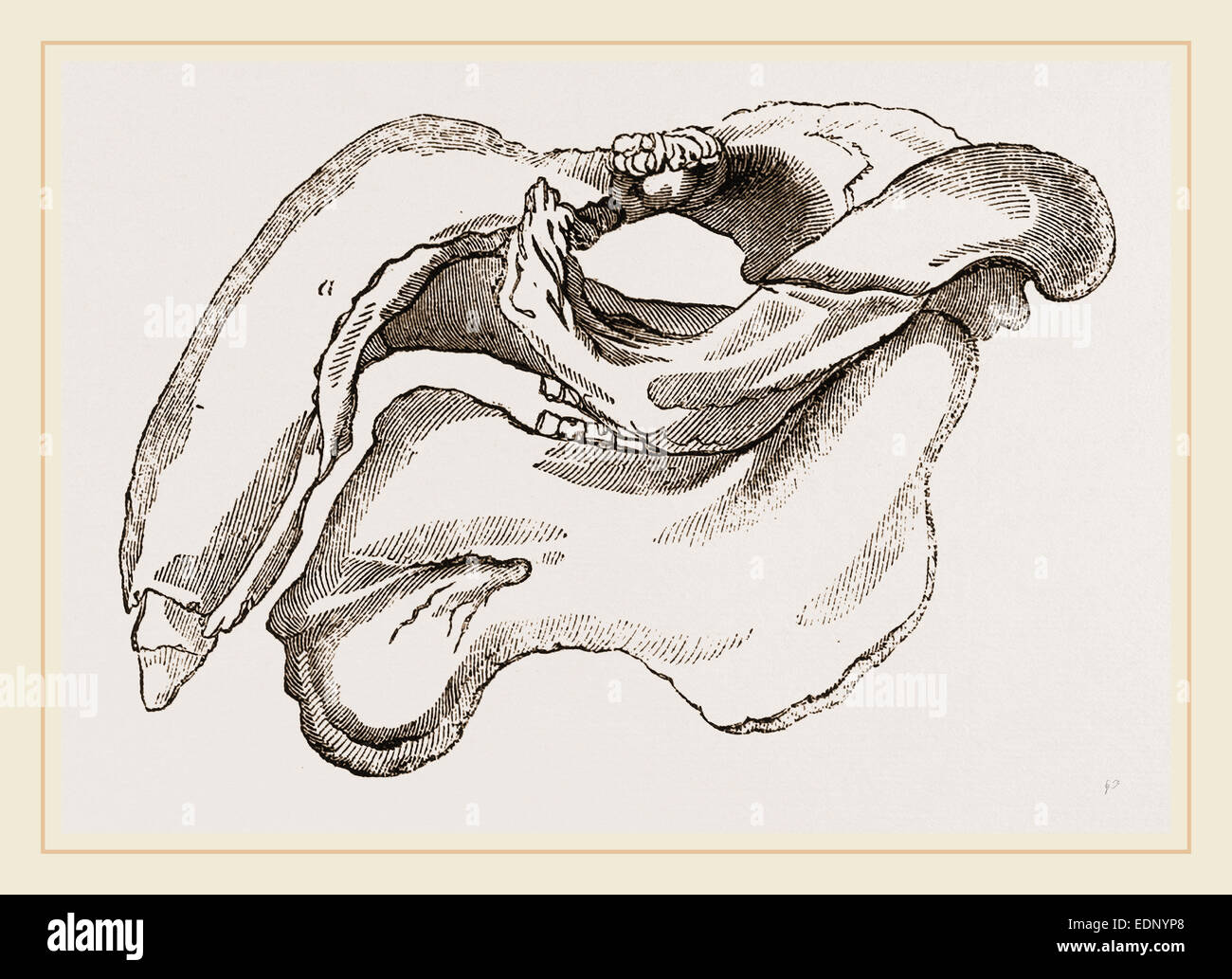 Skull of Dugong Stock Photo - Alamy