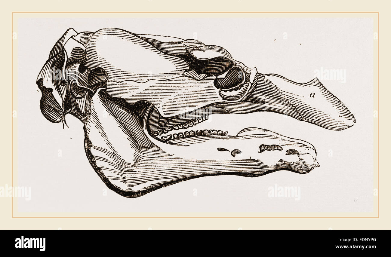 Skull of Manatee Stock Photo - Alamy