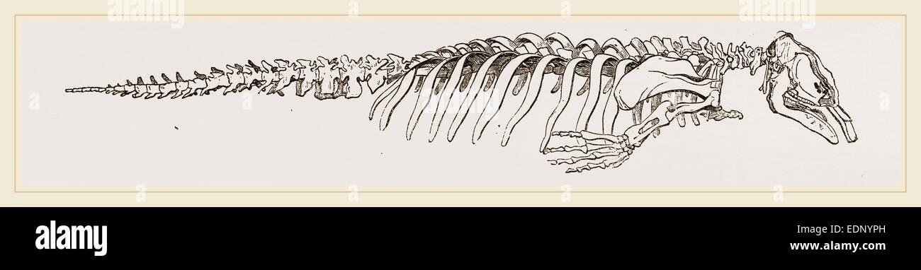 Skeleton of Manatee Stock Photo - Alamy