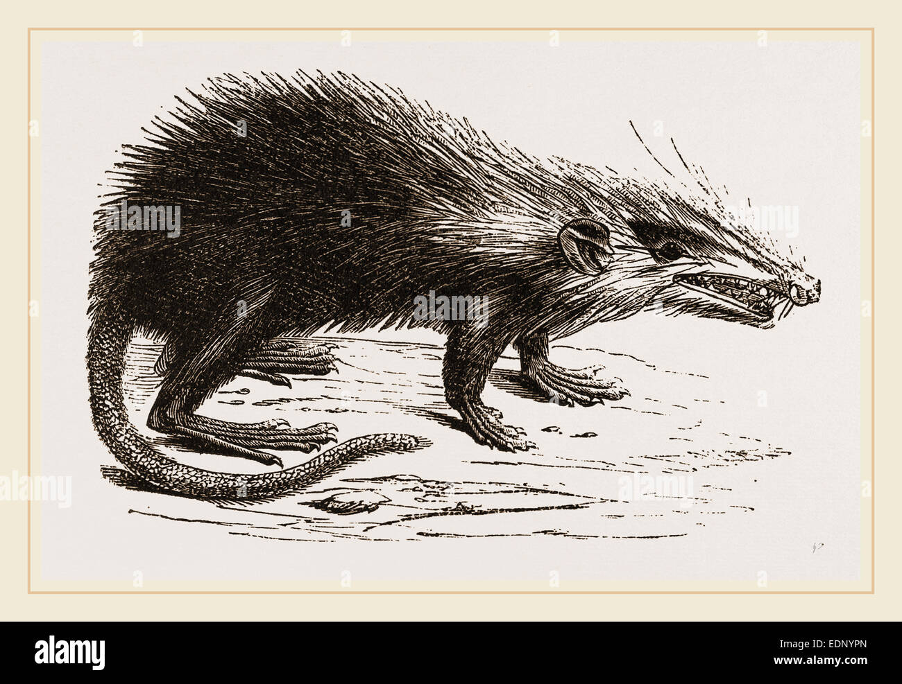 Gymnure hi-res stock photography and images - Alamy