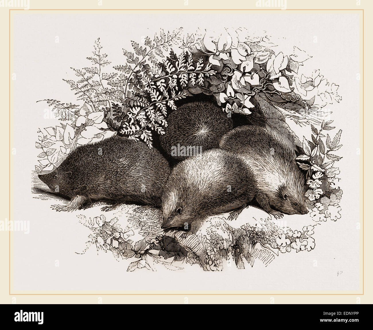 Hedgehogs to hi-res stock photography and images - Alamy