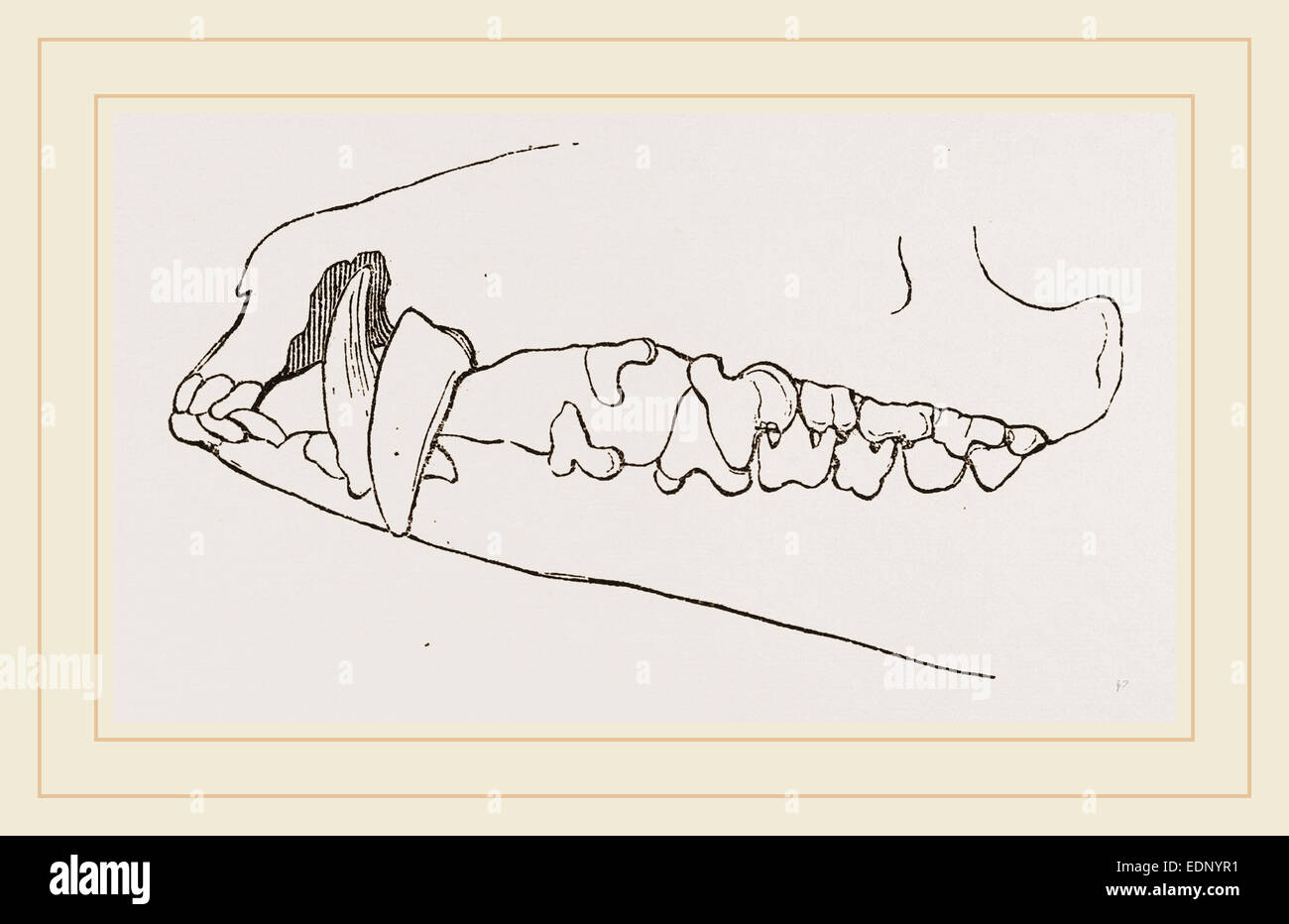 Teeth of Tenrec Stock Photo - Alamy