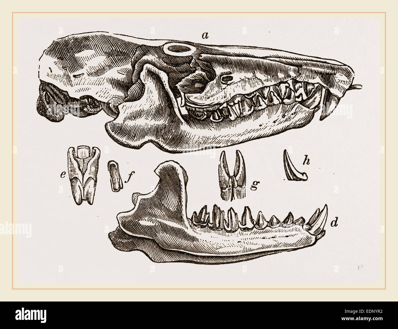Skull and teeth hi-res stock photography and images - Alamy