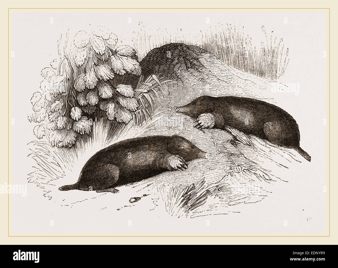 Common moles hi-res stock photography and images - Alamy