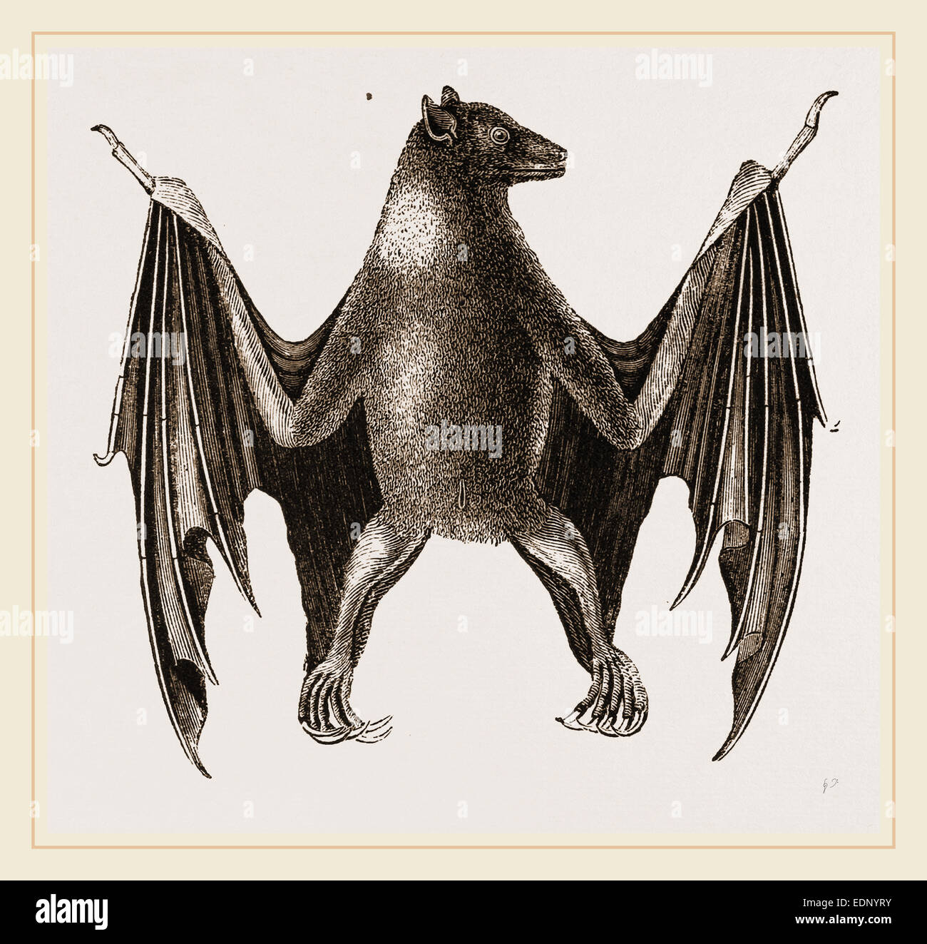 Amboyna hi-res stock photography and images - Alamy