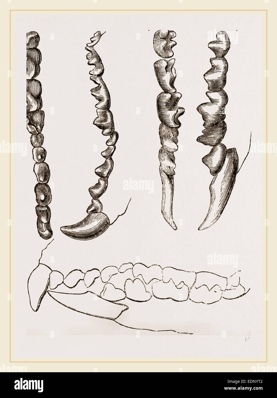 Shrew teeth hi-res stock photography and images - Alamy