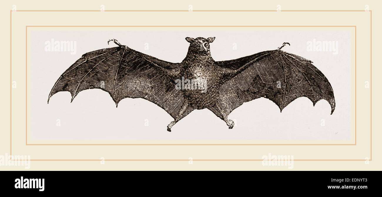 Kalong hi-res stock photography and images - Alamy