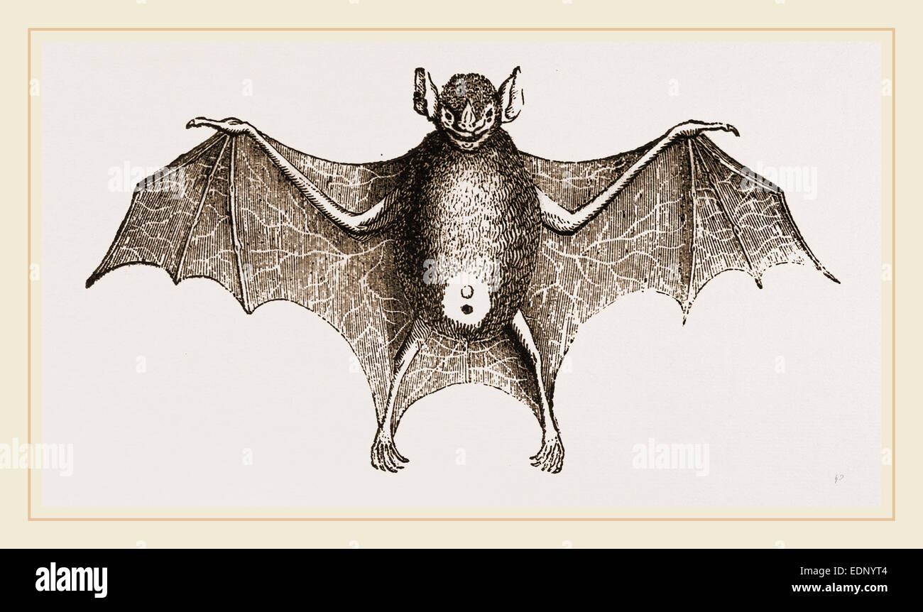 Greater javelin bat hi-res stock photography and images - Alamy