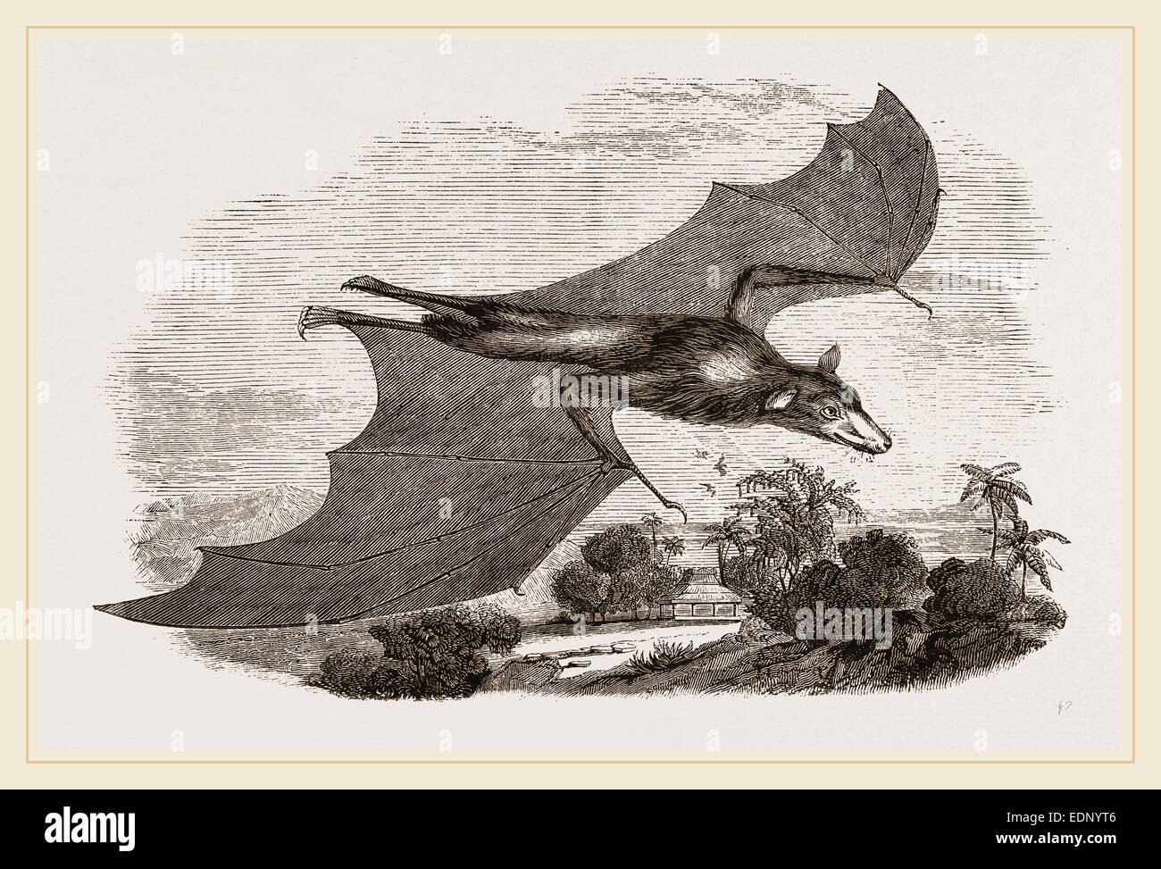 Kalong hi-res stock photography and images - Alamy