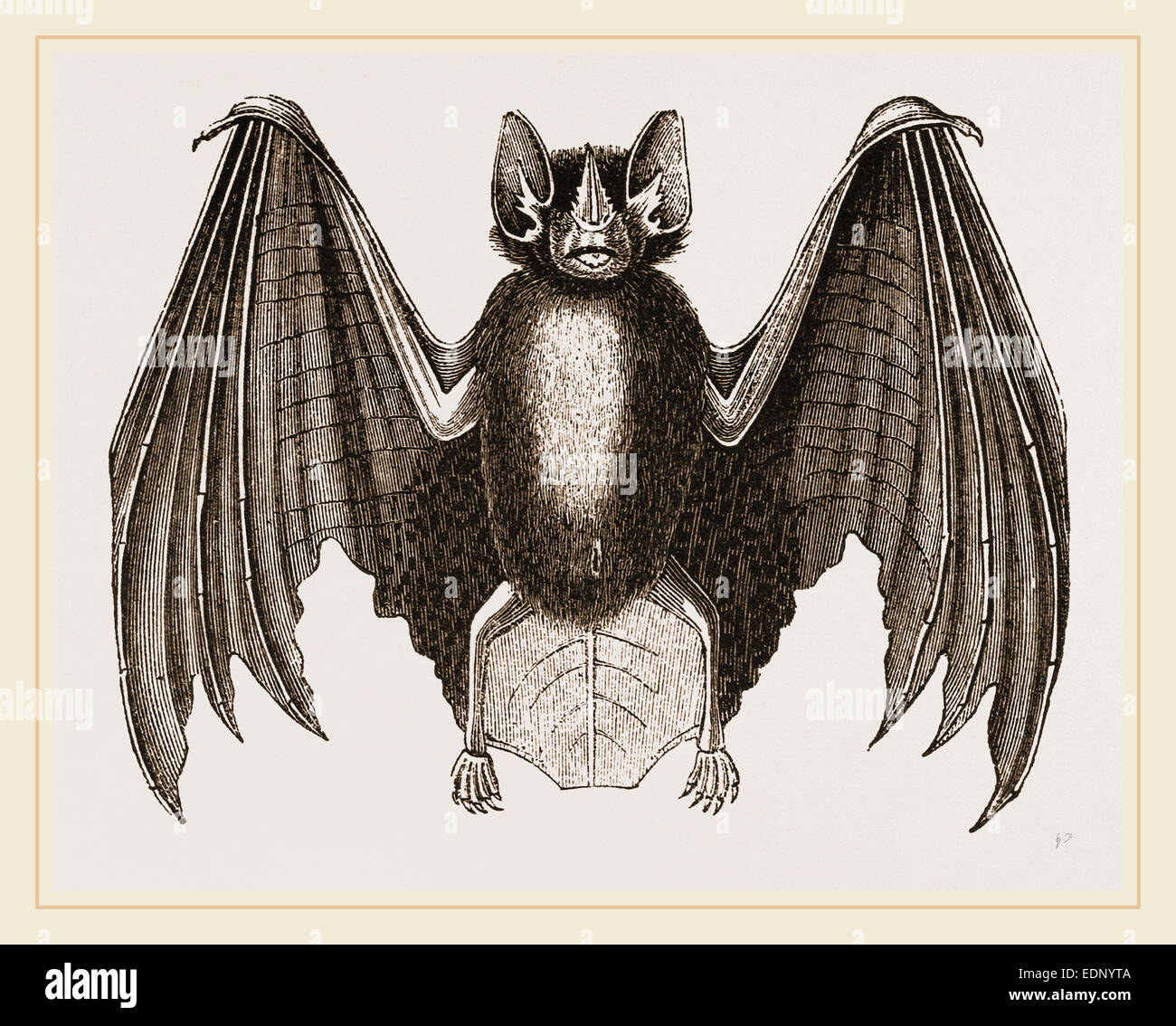 Bat biology hi-res stock photography and images - Alamy