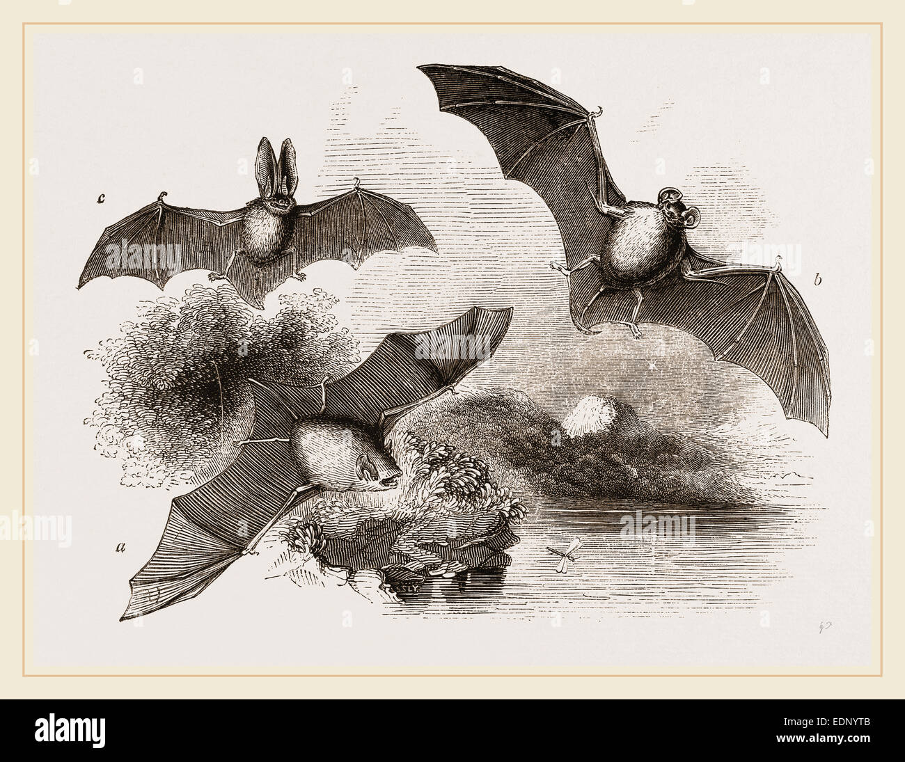 British biology hi-res stock photography and images - Alamy