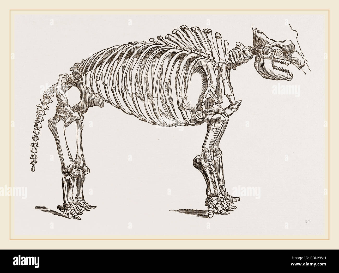 Mastodon skeleton hi-res stock photography and images - Alamy