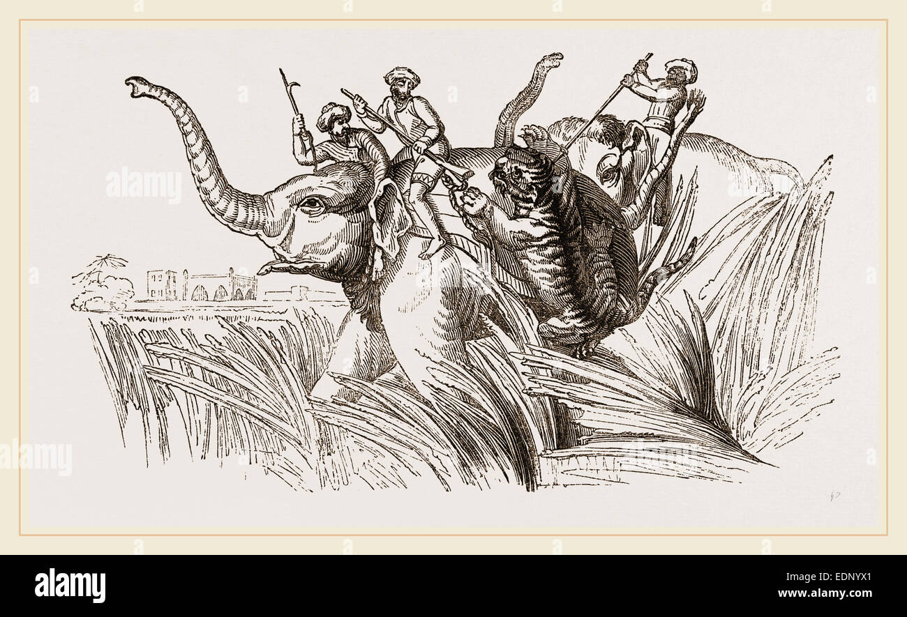 Tiger springing hi-res stock photography and images - Alamy