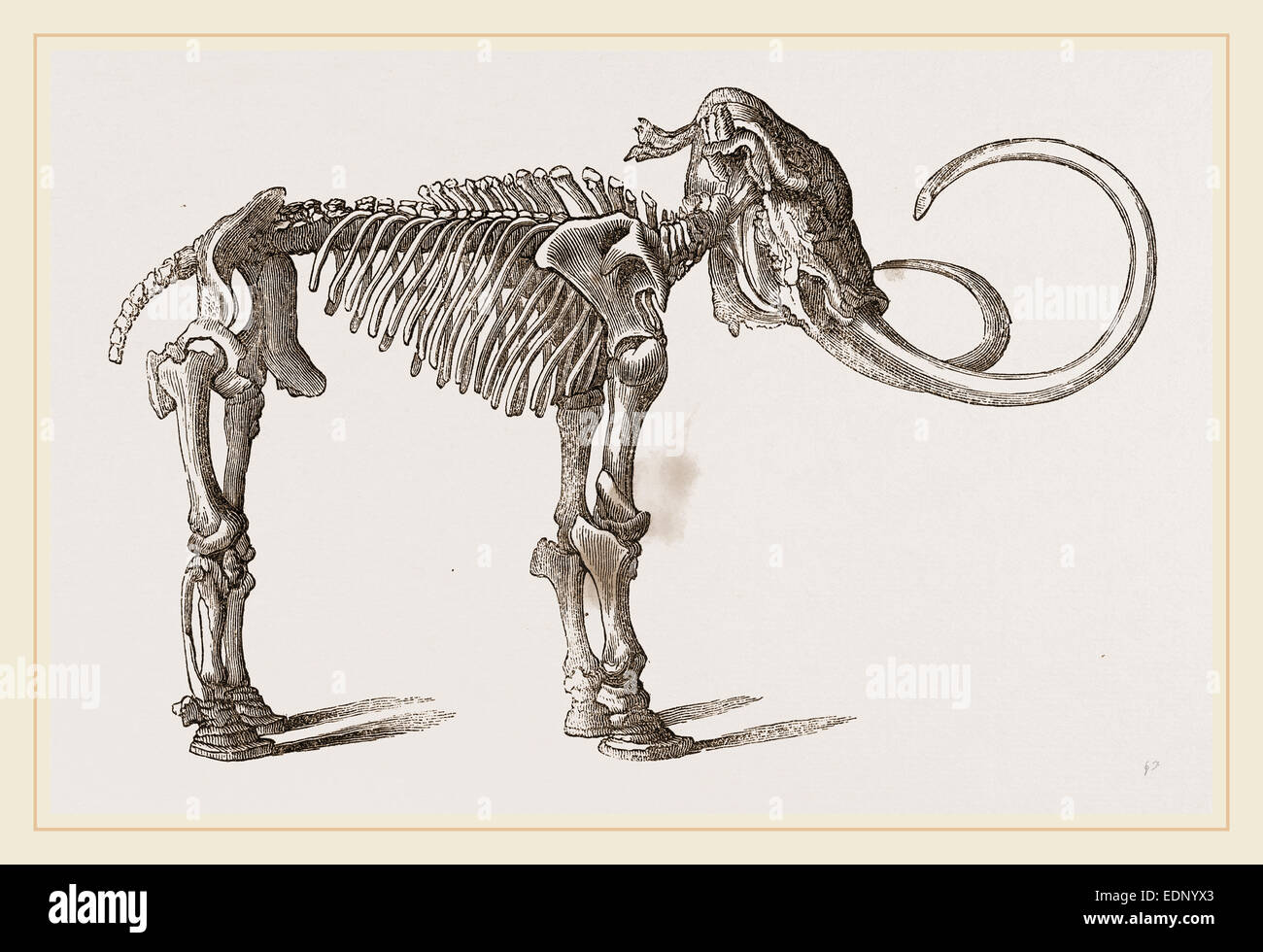 Mammoth High Resolution Stock Photography and Images - Alamy