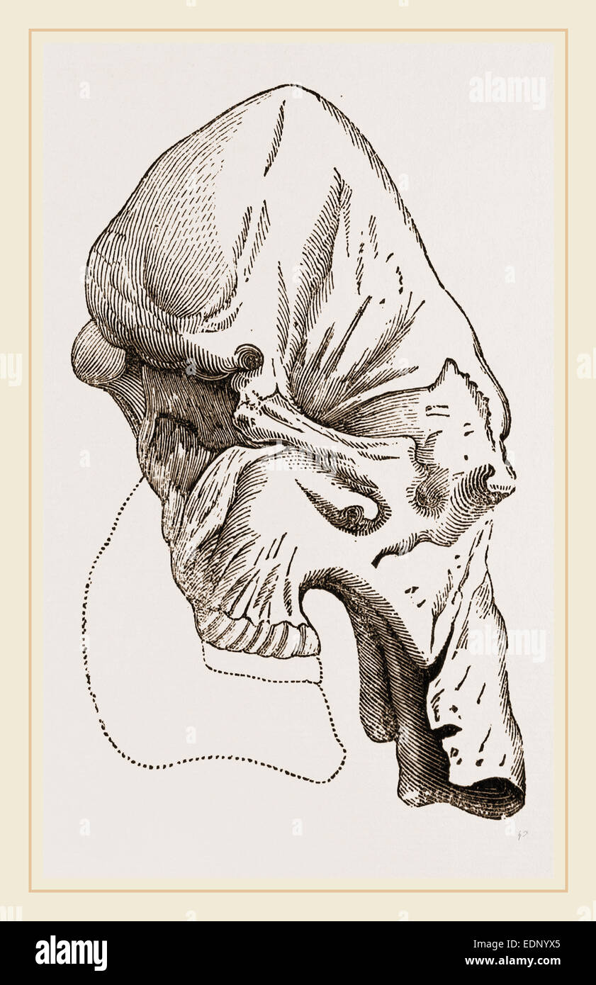 Mammoth skull hi-res stock photography and images - Alamy