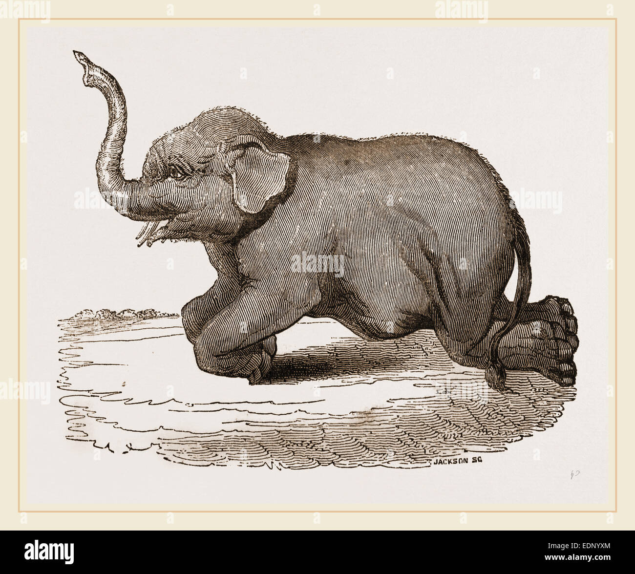 Elephant kneeling hi-res stock photography and images - Alamy