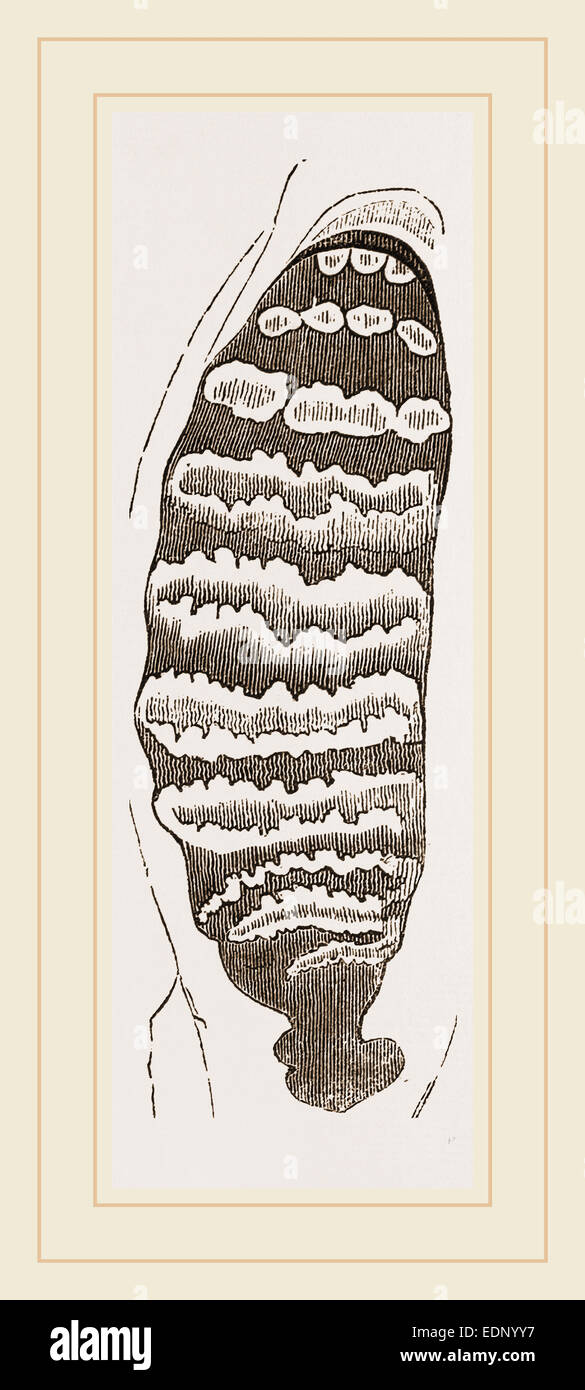 Teeth of African Elephant Stock Photo - Alamy