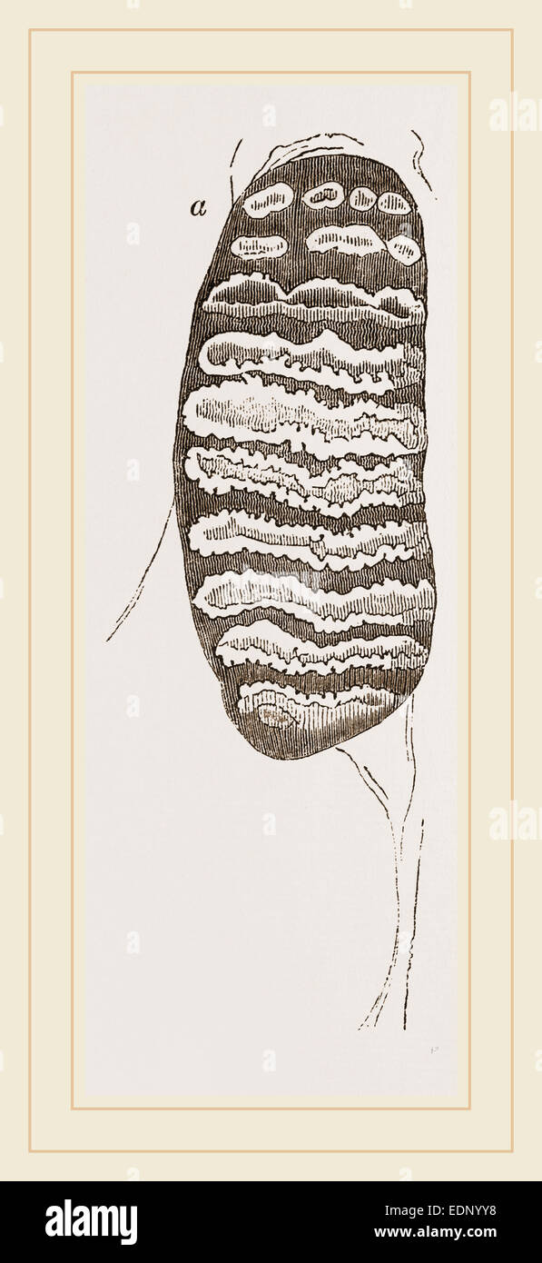 Teeth of African Elephant Stock Photo - Alamy