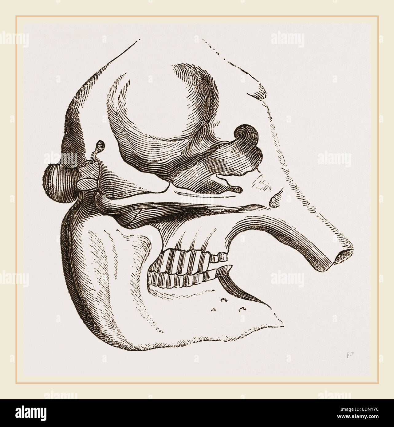 African Elephant Skull Drawing 3D Printable African Forest Elephant