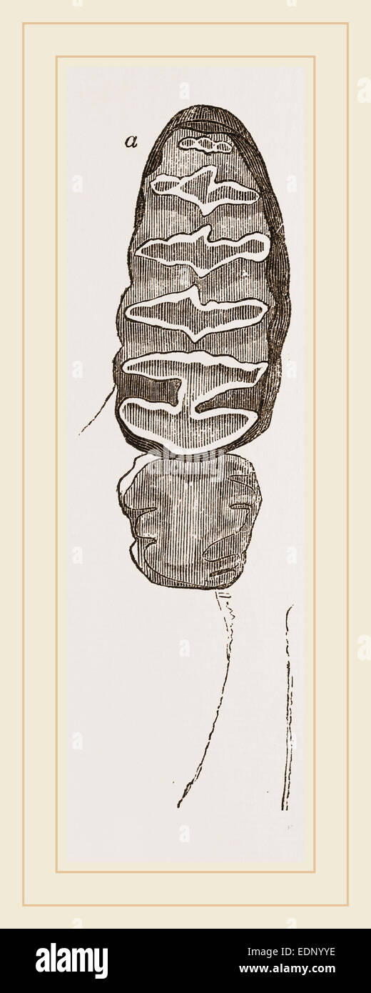 Teeth of African Elephant Stock Photo - Alamy