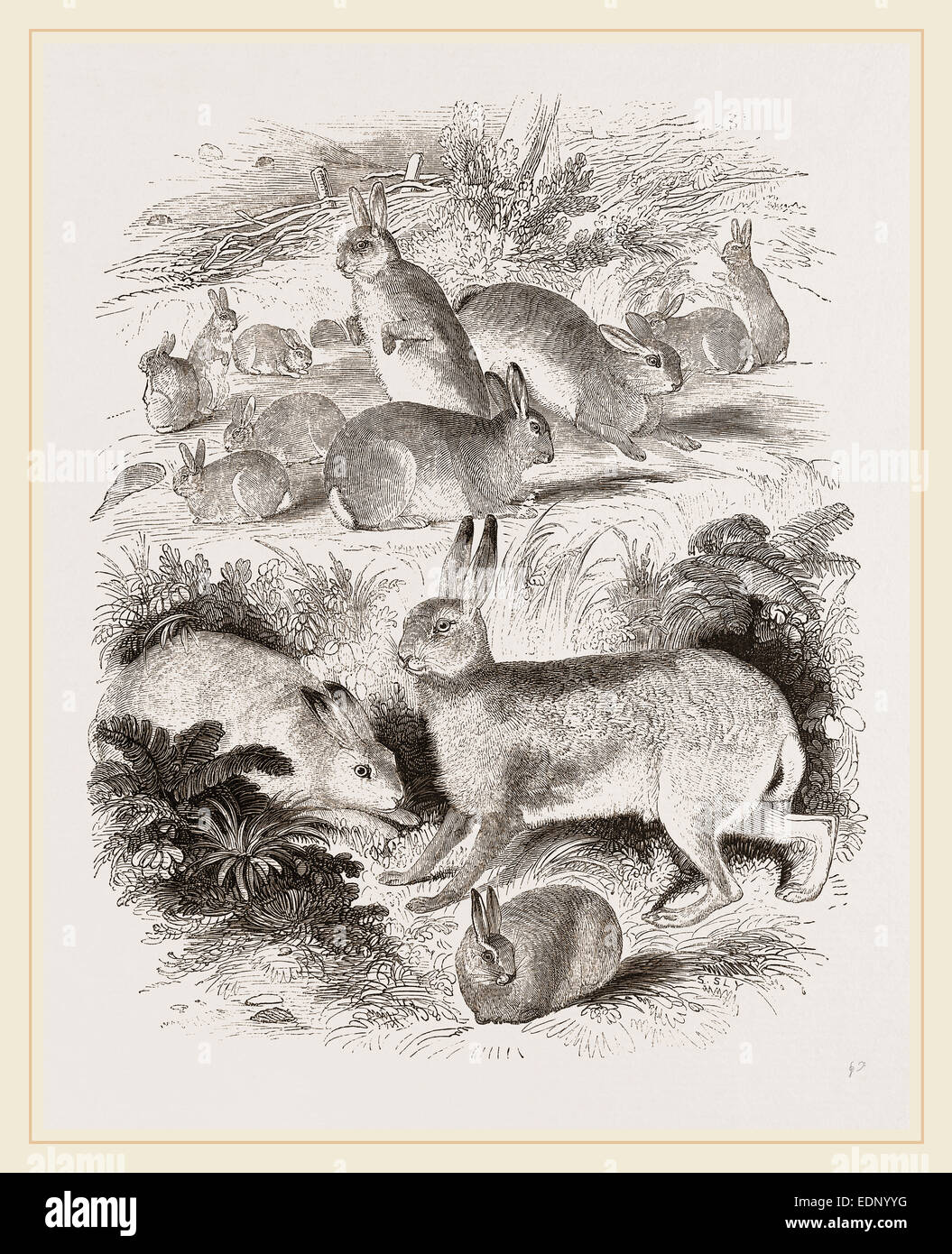 Common hare hi-res stock photography and images - Alamy