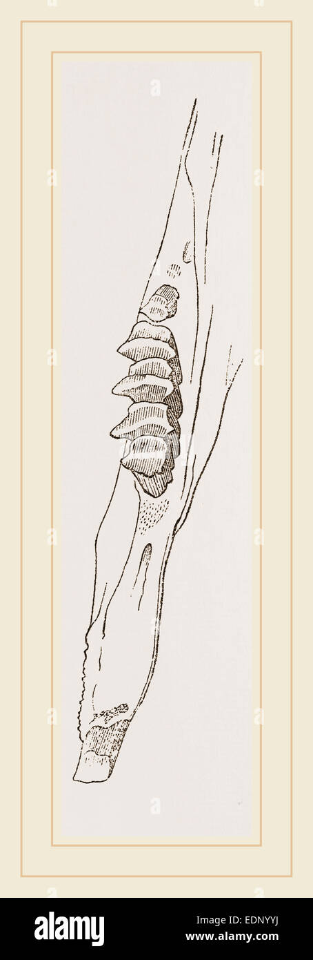 Hare teeth hi-res stock photography and images - Alamy