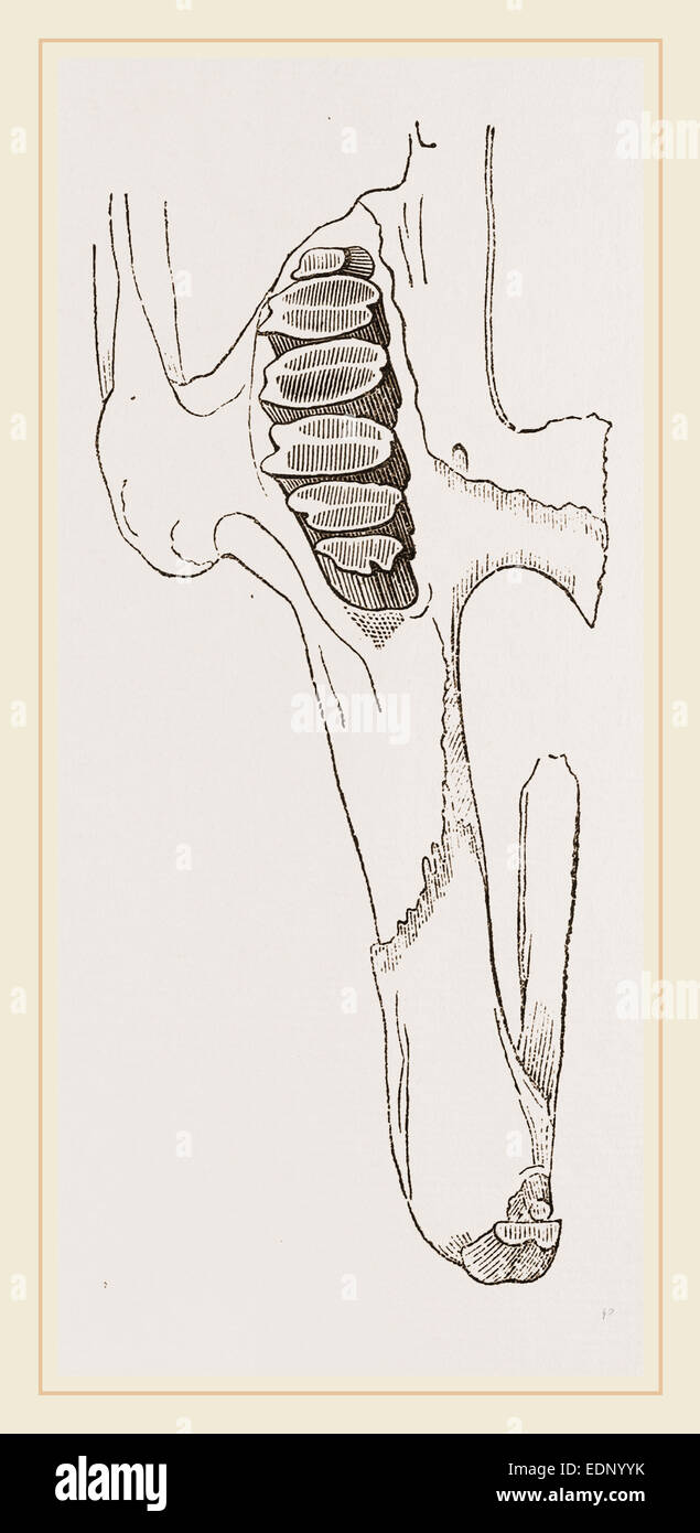 Teeth of Common Hare Stock Photo - Alamy